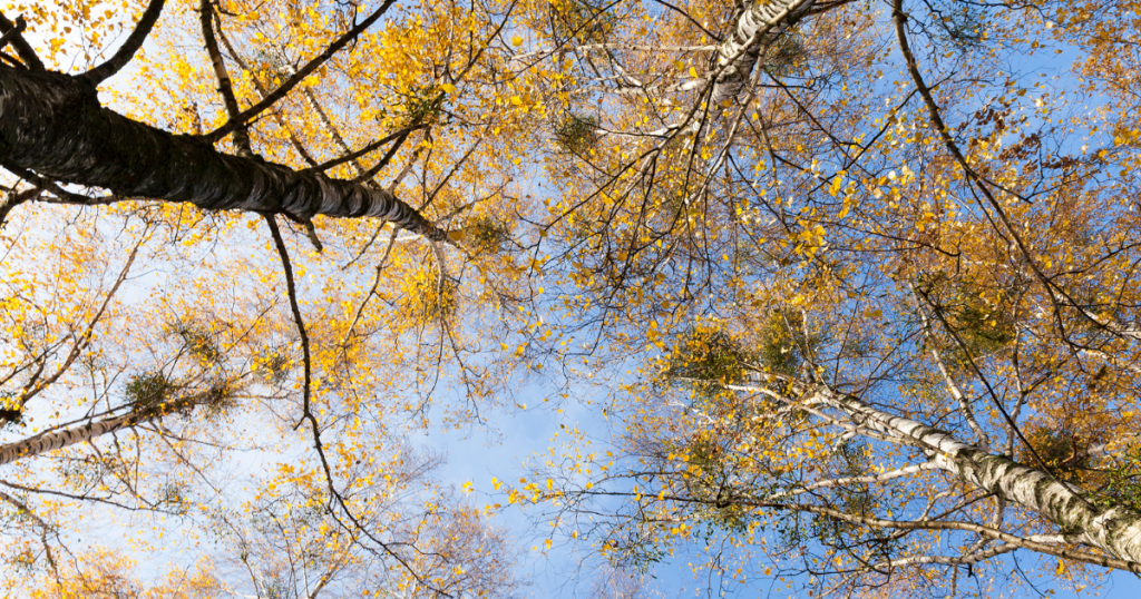 Forêt feuillue des régions de l'Outaouais et des Laurentides - Pour des ...